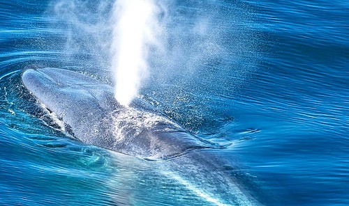 Blue Whales Switch When They Sing For Migration - Futurity | Everand
