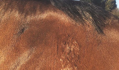 Is It Ringworm? - Horse & Hound | Everand