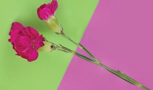 Understand Colour Theory - Photography Week | Everand