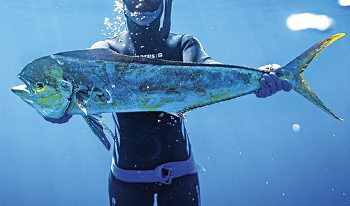 A Spearfishing Tale: Safety, Seasick, Shark & Score! - Hawaii Fishing ...