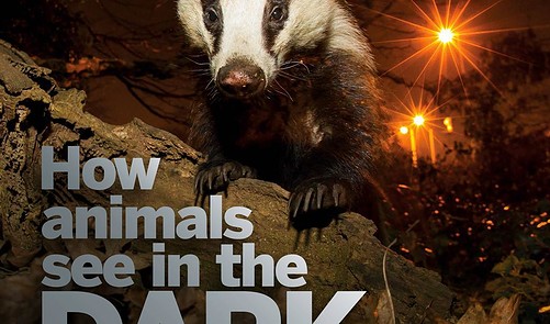 How Animals See In The DARK - How It Works | Everand