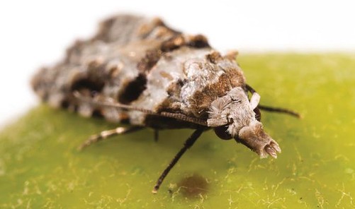 How To Identify And Control Guava Moth - Organic NZ | Everand