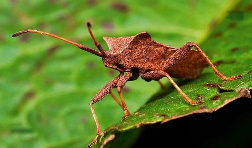 Shieldbug Success - BBC Wildlife Magazine | Everand