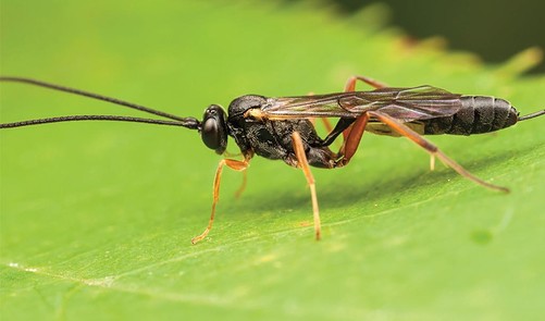 Meet The Mind-controllers - How It Works | Everand