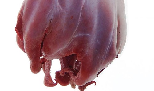 Deep-dwelling ‘Emperor Dumbo’ Octopus Discovered - How It Works | Everand