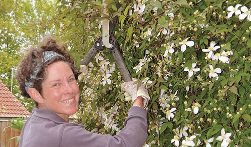 Pruning Catch-up - Amateur Gardening | Everand