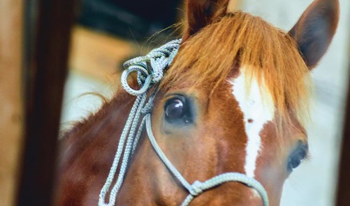 How Do Horses See Themselves? - Equus | Everand