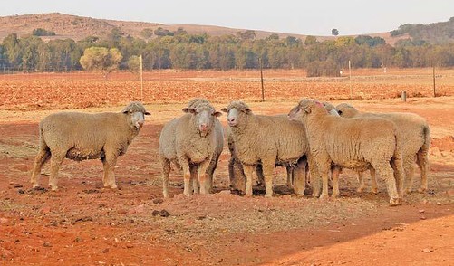 Sheep Selection: The Basics - Farmer's Weekly | Everand