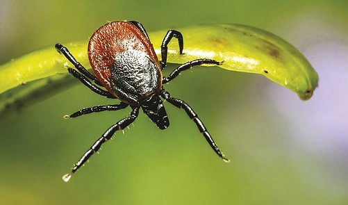 The Perils Of Picking Up A Tick - Man Magnum | Everand