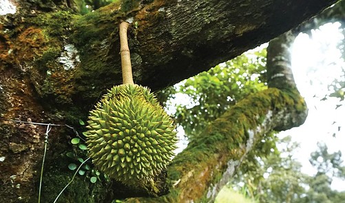 The Impact Of Climate On Durian Trees: An In-depth Analysis - National ...
