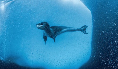 Un Mundo De Hielo Se Derrite - National Geographic México | Everand