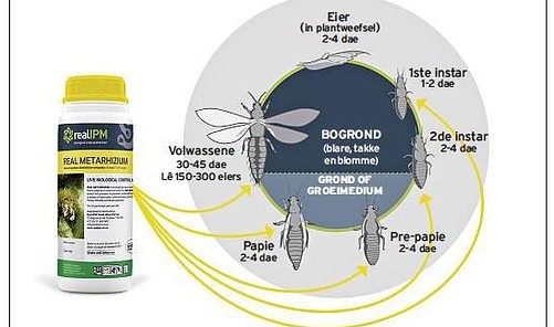 Bekamp Blaaspootjie Met Die Regte Spuitprogram - Landbouweekblad | Everand