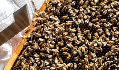 The Bee Crisis - Australian Country | Everand