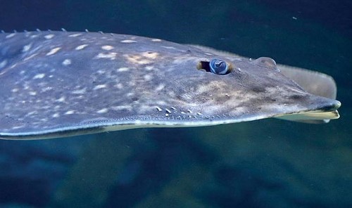 Fish Preparation Step-by-step Guide - Sea Angler | Everand