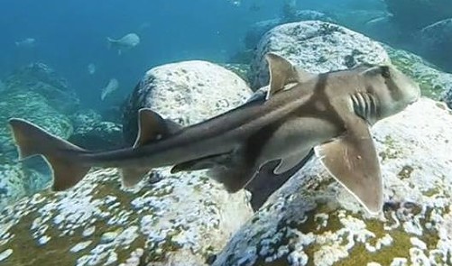 Smart Sharks Know When To Rest And When To Snack - Science Illustrated ...