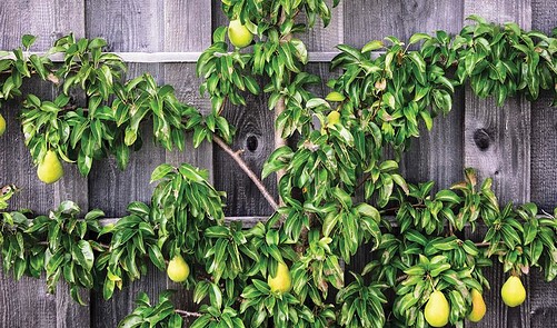 Growing In Small Spaces Fruit Trees Pip Magazine Everand