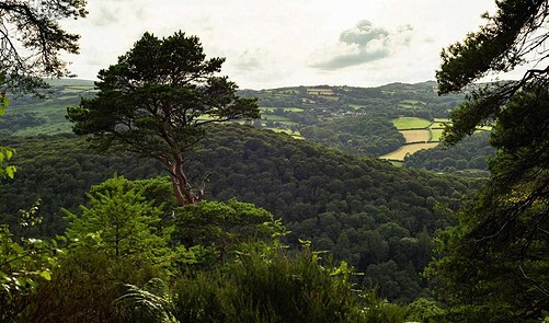 Britain’s Temperate Rainforests: Can We Protect Them? - BBC Science ...
