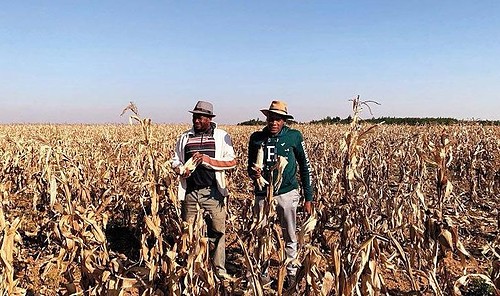 Plantbiotegnologie Verbeter Lewe Vir Opkomende Boere - Landbouweekblad ...