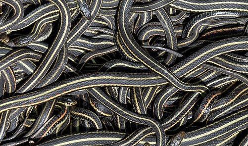 Snakes, Snakes, Everywhere! - Faces People, Places, and World Culture ...