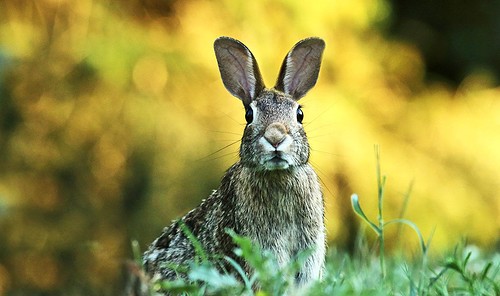 Rabbit Virus Is A Warning About Viruses Becoming More Deadly - Futurity ...