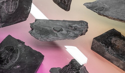 D.C. Is Filled With Hidden Fossils. Searching For Them Helped Me Find ...