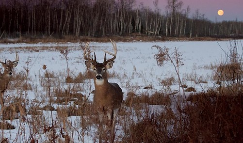 TIDAL CHARTS & MOON PHASES - Deer & Deer Hunting | Everand