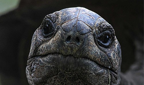 Genome-sequencing Project May Save One Of The World's Last Surviving ...