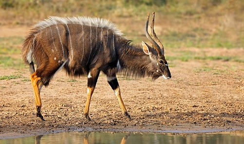 Hunting For A Trophy Nyala Bull - African Hunting Gazette | Everand