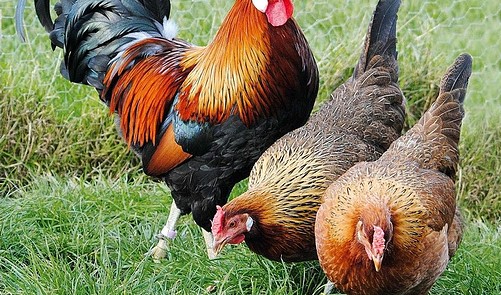 Native breeds Marsh Daisy - Country Life | Everand