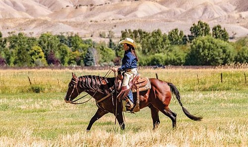 BREEDER'S GUIDE | Stallions | 2023 - The Team Roping Journal | Everand