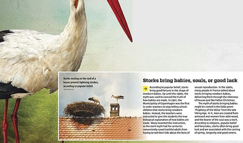 Speared Stork Solved The Mystery Of Migratory Birds - Science ...