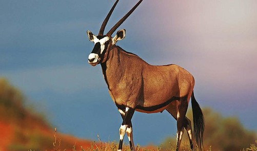 Large Antelope - You South Africa | Everand