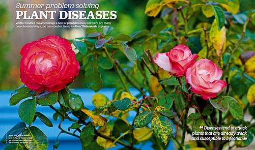 PART 1 Summer Problem Solving PLANT DISEASES - BBC Gardeners' World ...