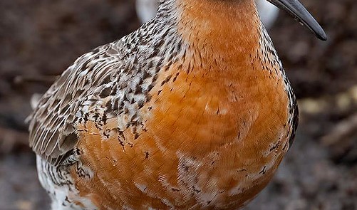 Hopeful Red Knots migration - BirdWatching | Everand