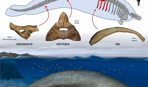 Colossal Extinct Whale Could Be The Heaviest Animal Of All Time - BBC ...