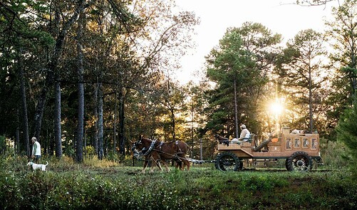 BAPTISM BY QUAIL The Hunting Party And A Wagon Of Dogs Head Out In The ...
