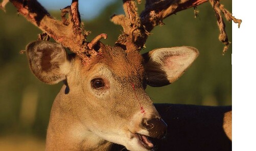 Antlerology: Deer Antlers As A Model For Skeletal Tissue Regeneration ...