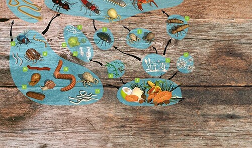 Decomposer Food Web - How It Works | Everand