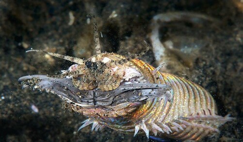 AQUATIC AMBUSH: Five Impressive Ocean Hunters - Science Illustrated ...
