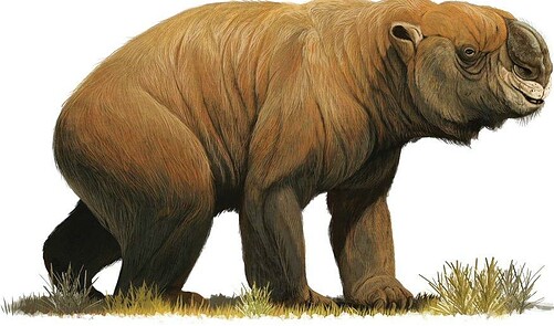 Ancient Skeletons Of The Largest Ever Marsupial Are Unearthed - How It ...