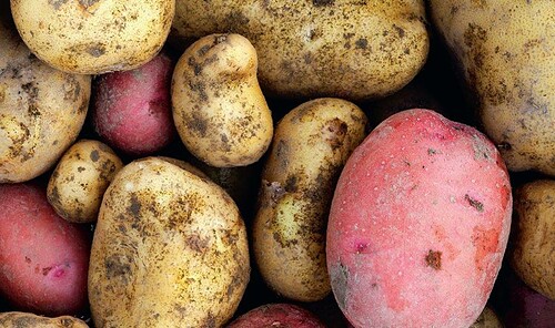 Tuber Alles: How To Pick The Perfect Potato For Your Recipe - Guardian ...