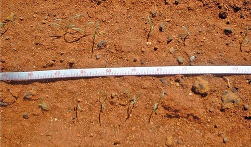 Understanding The Importance Of Carrot Spacing: Part 2 - Farmer's ...