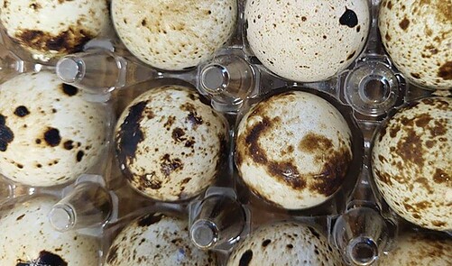 Incubating Quail Eggs - Grit | Everand