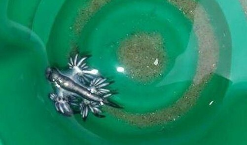 Hundreds Of Venomous Deepwater Blue Sea Dragons Mysteriously Wash ...