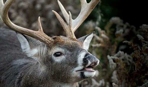 INTRODUCING A DEER MANAGEMENT CONCEPT THAT PUTS REALITY AHEAD OF ...