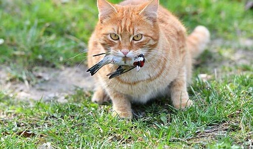 Study Reveals The Adverse Effects Of Cat Predation - Cage & Aviary ...