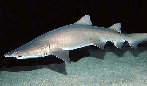 This Prehistoric Shark With ‘Fangs’ Was Top Predator Just After ...