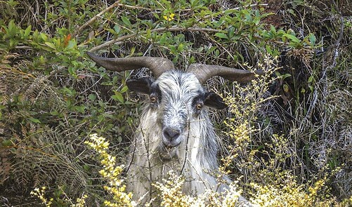 Game Animals Of New Zealand Goat - NZ Hunter | Everand