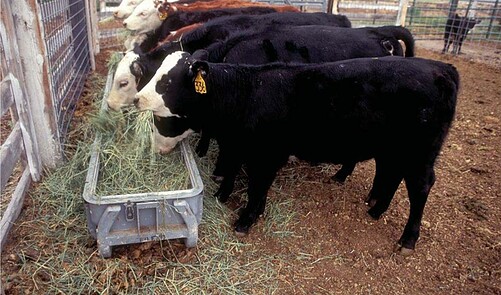Cattle Terms You Need To Know: Part 2 - Farmer's Weekly | Everand