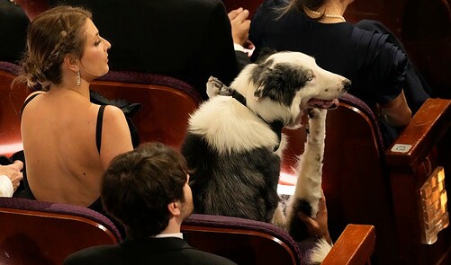 Messi The Celebrity Dog Made It To The Oscars. Here's How The Show ...